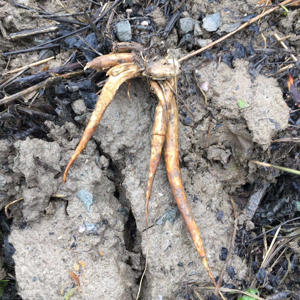 Water Hemlock Root