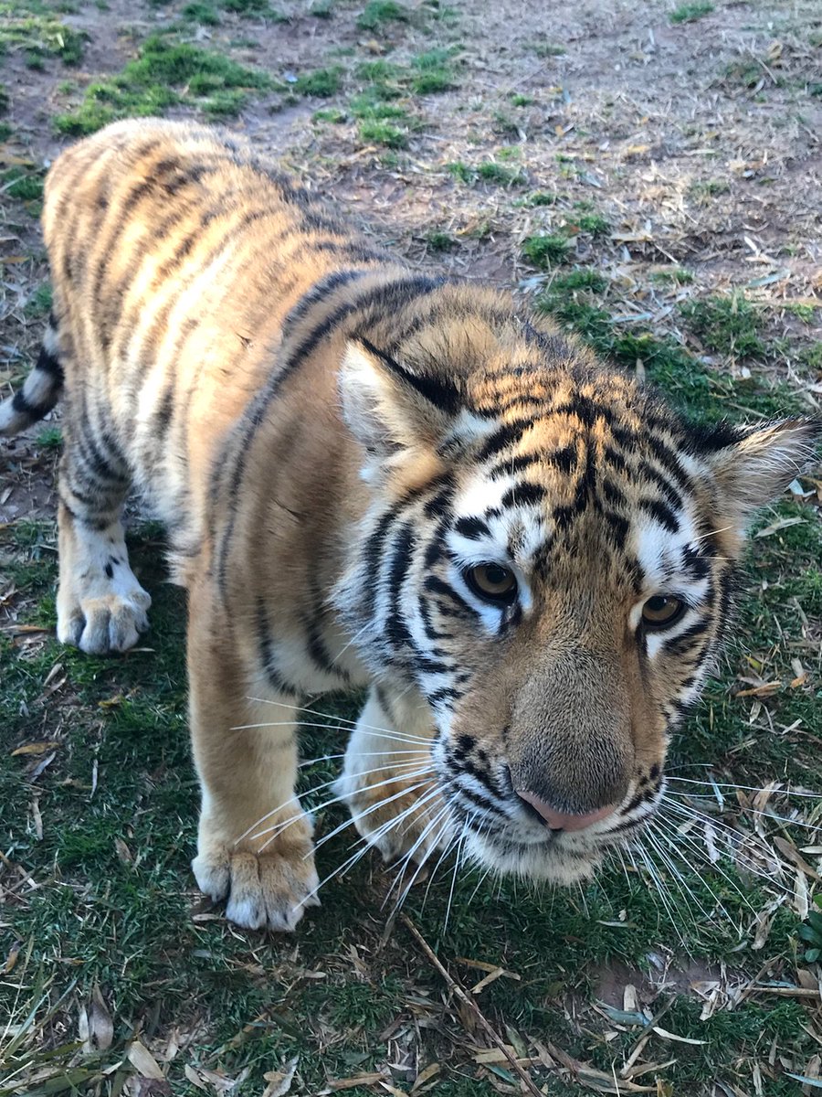 Real Tiger Paw Front