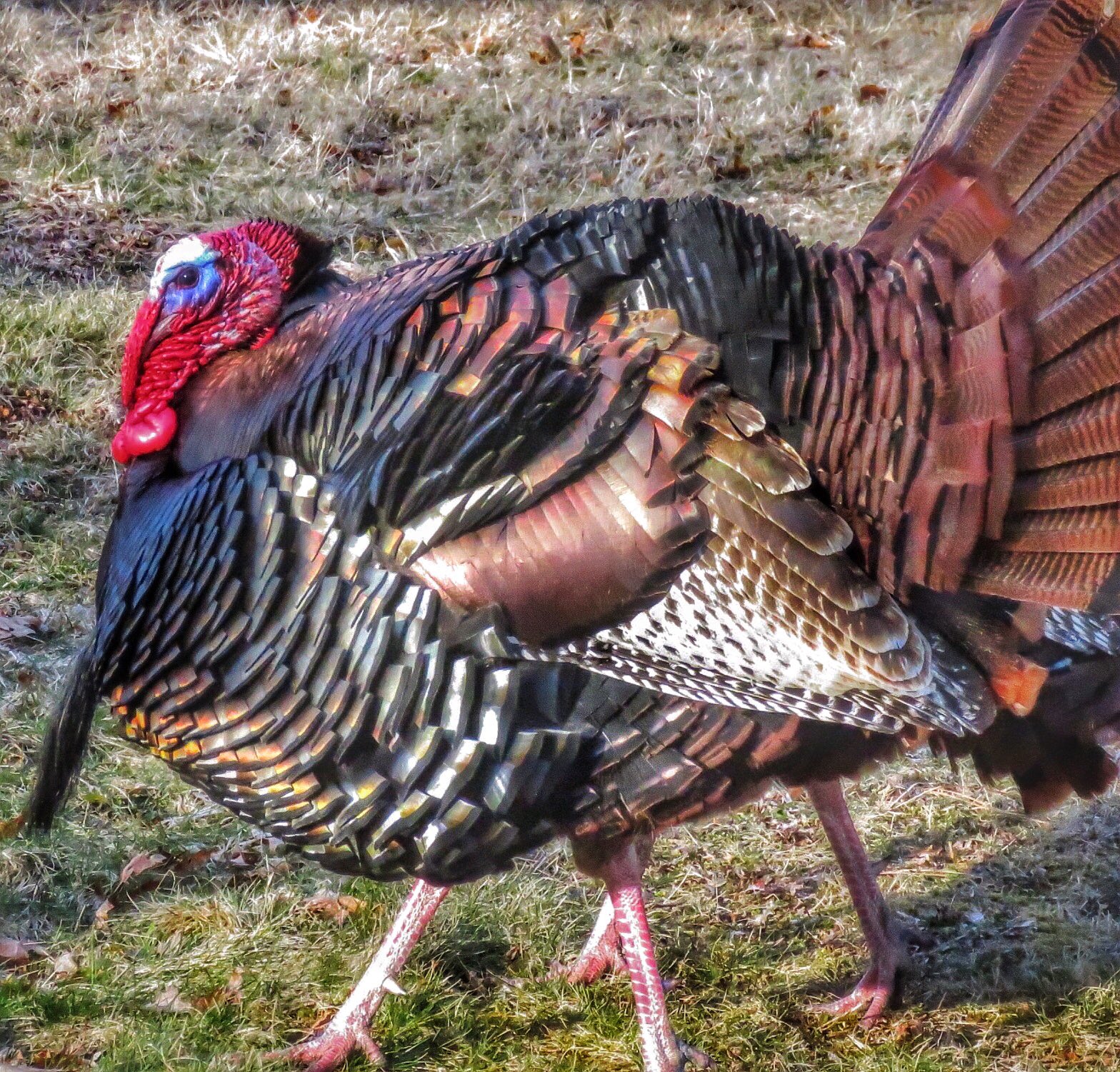Legged Turkey