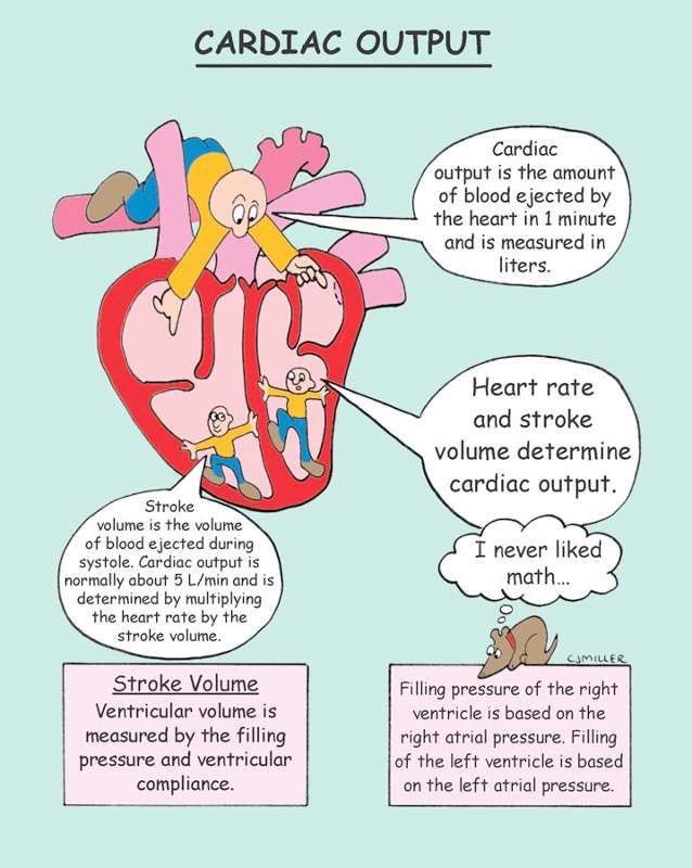 Cartoon Stroke Volume