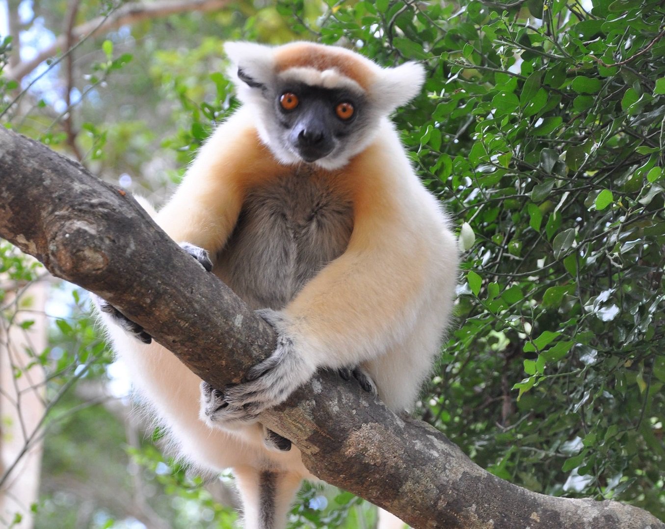 Golden Crowned Sifaka