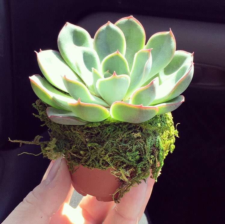 TW Pornstars - Glock Barbie. Twitter. Hello all, meet my new child His ...