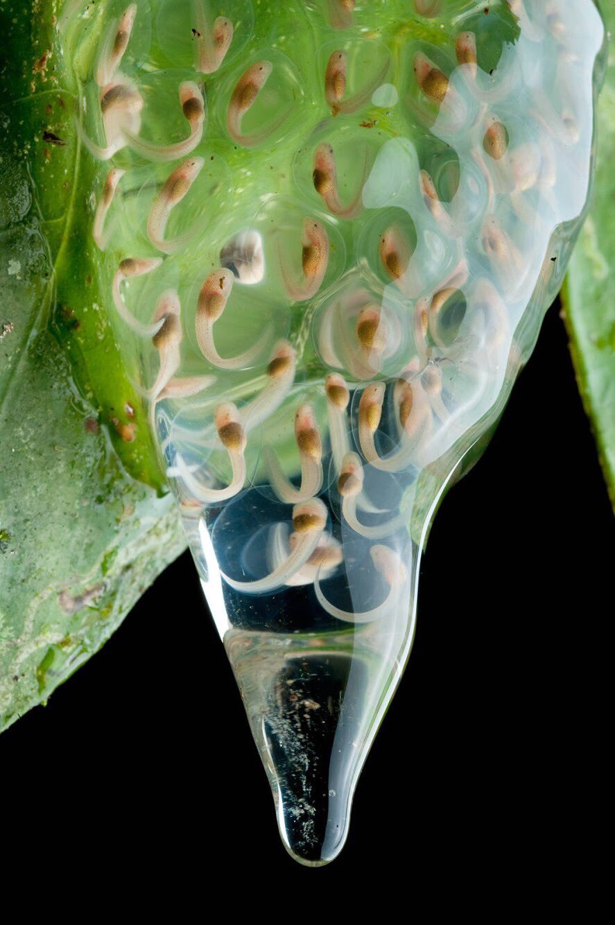Glass Frog Eggs