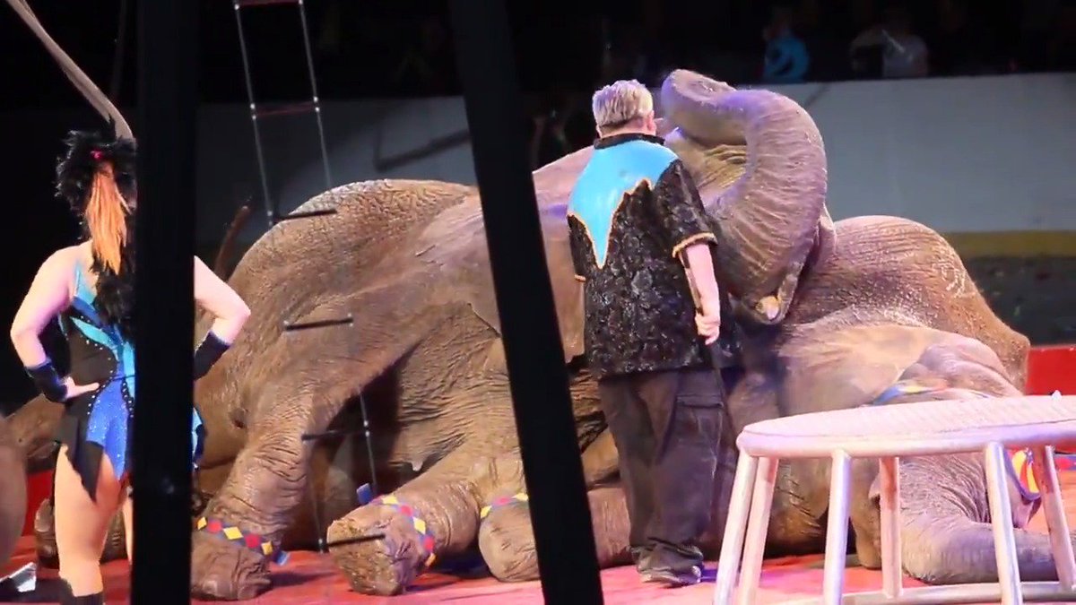 You can see a trainer striking an elephant in the jaw with a bullhook ...