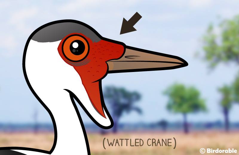 Cartoon Whooping Crane