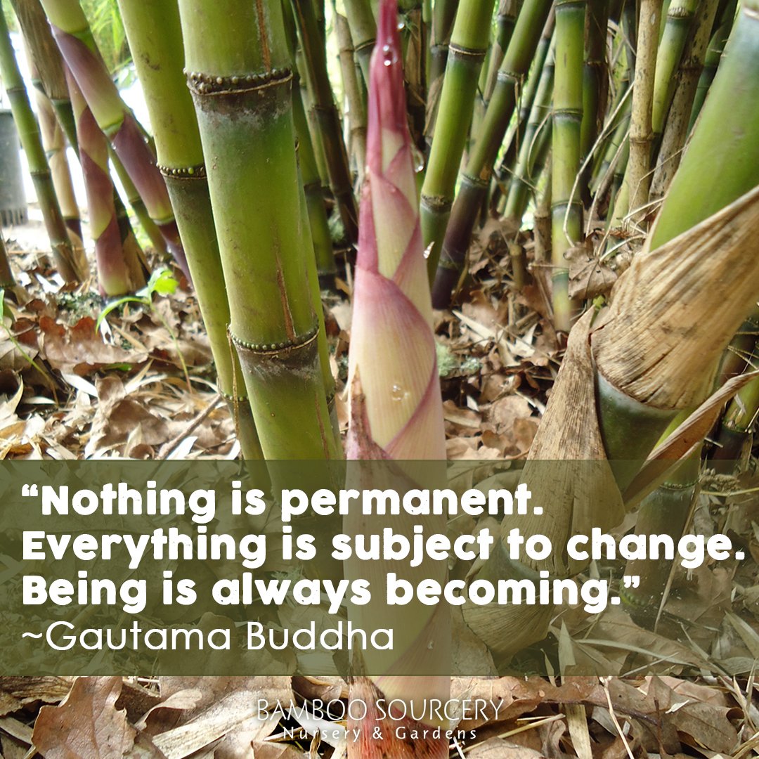 Bamboo Quotes Send Two Layer Lucky Bamboo In Hnyglass Vase Plant