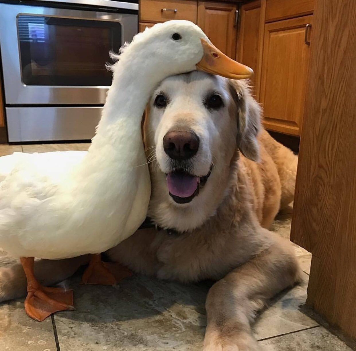 Animals Being Friendly