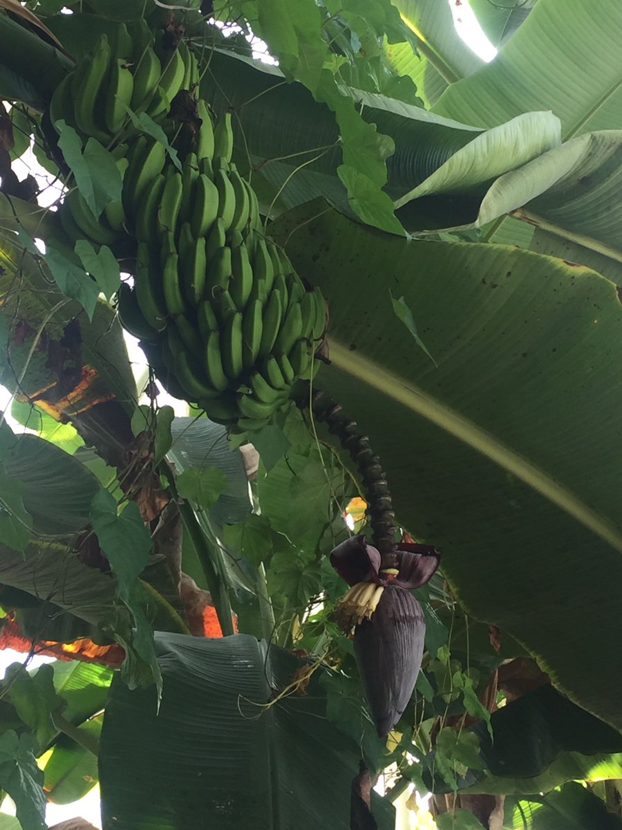 👍 Banana ripening experiment. Banana Experiment: Which Will Ripen First ... 👍 Banana ripening experiment. Banana Experiment: Which Will Ripen First ...