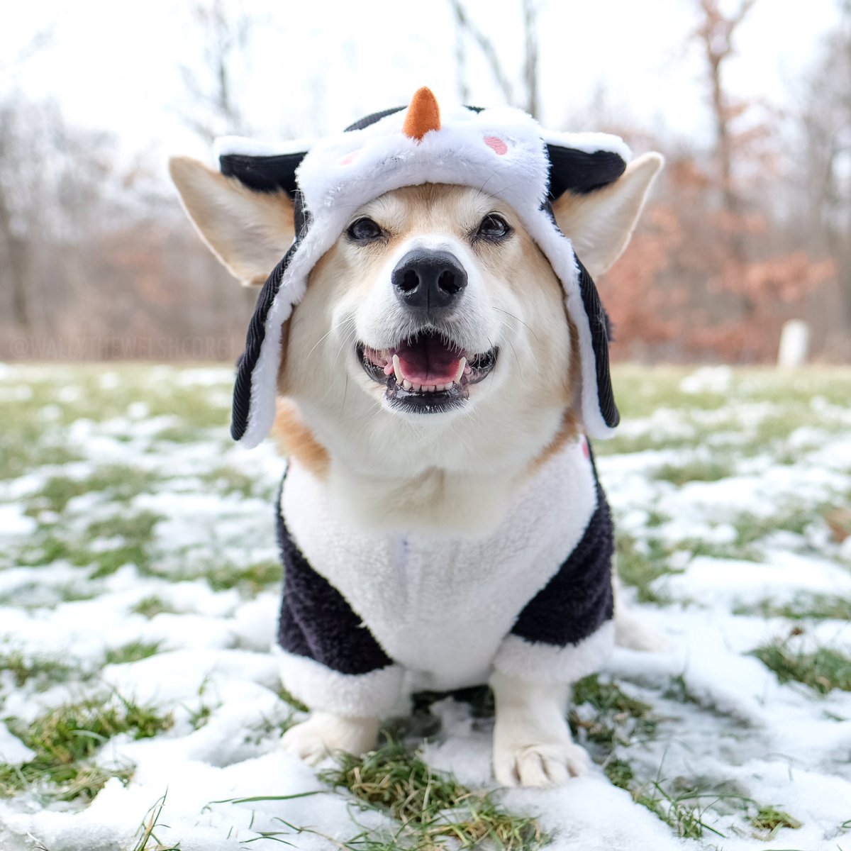 Karla Almendarez (@Karlita_kuzco) | Twitter