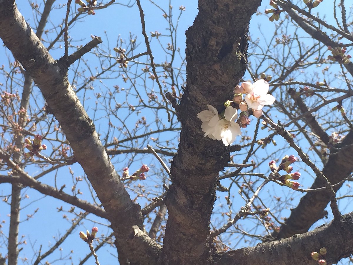 YBC山形放送報道部 on Twitter: "天童の舞鶴山に行ってきました。まもなく桜咲きそうですね〜と話していたら、咲いていました！今月21日、22日には人間将棋が行われます。桜の状態は ...