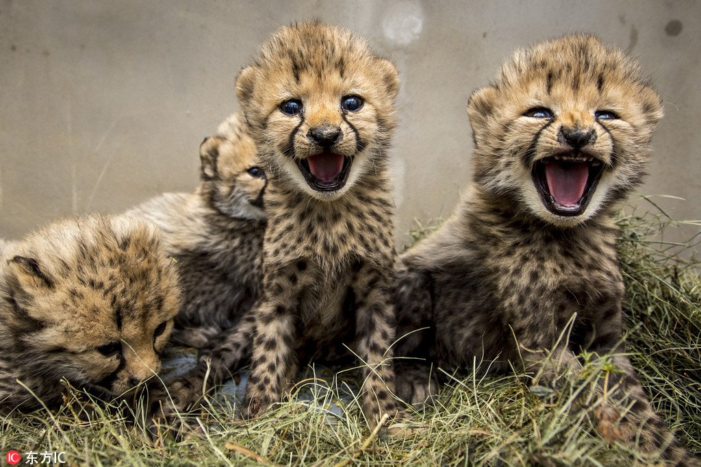 Smiling Baby Cheetah