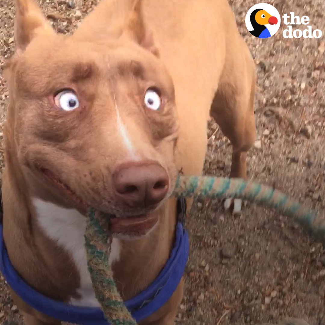 This dog looks like the cutest cartoon character — and as soon as this ...