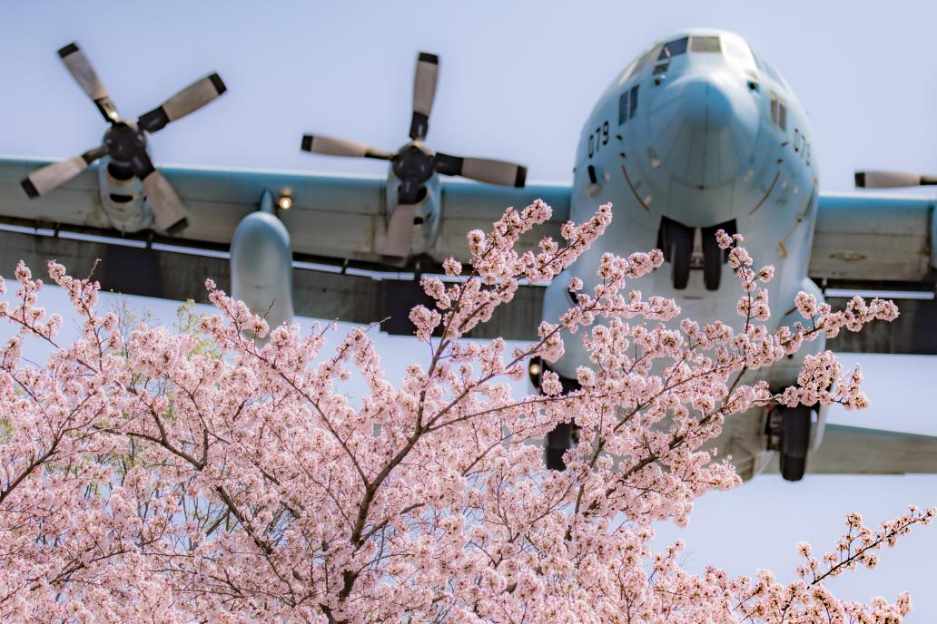 Sakura : r/aviation