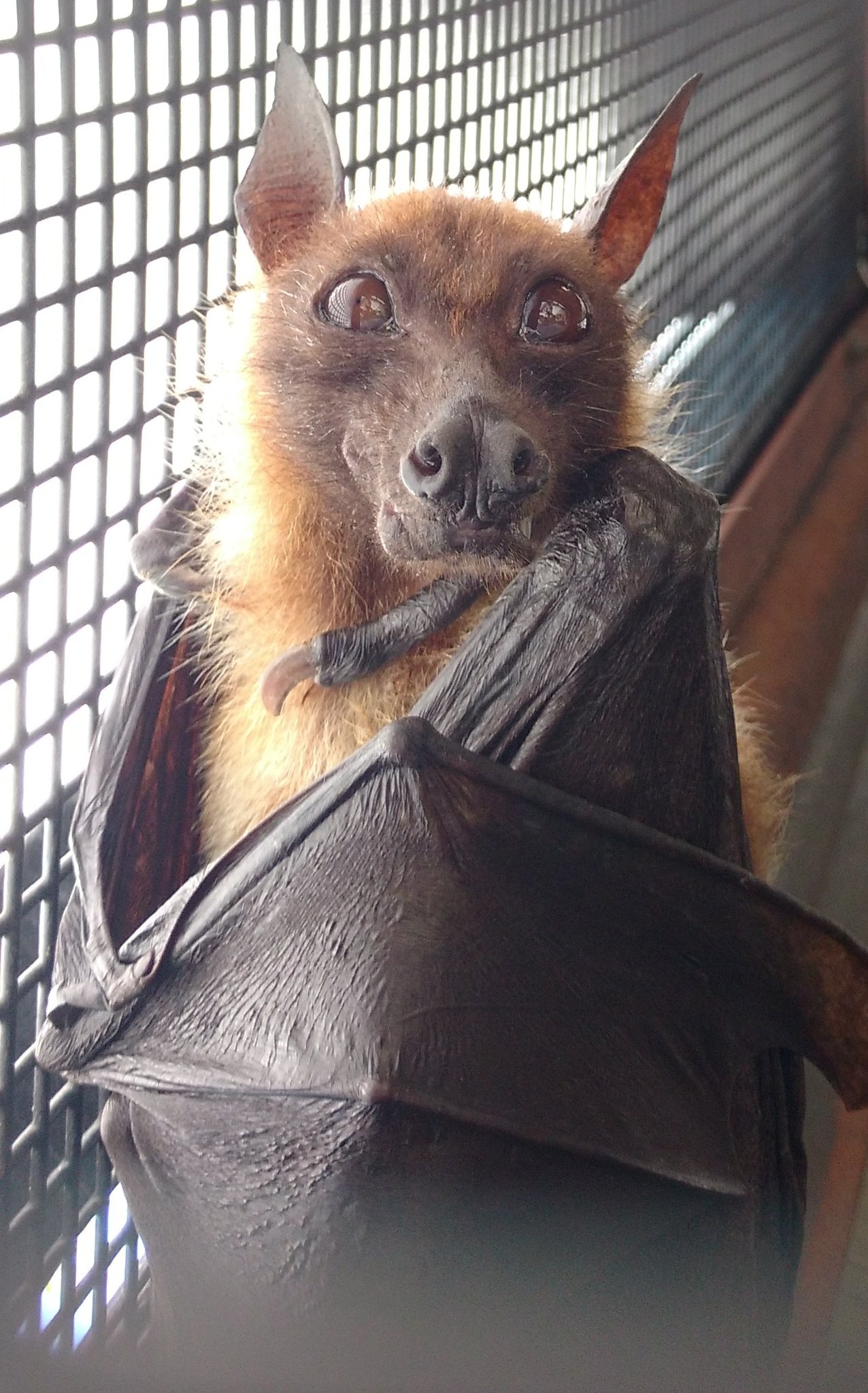Giant Bat