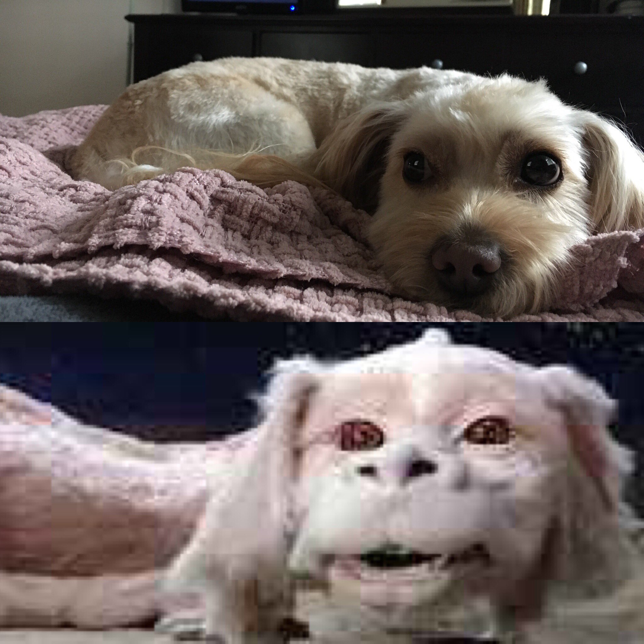 Never Ending Story Dog