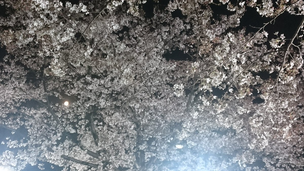 れぉ (@Leo_Physalis) | Twitter