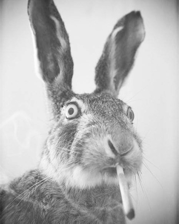 Easter Bunny Smoking Weed
