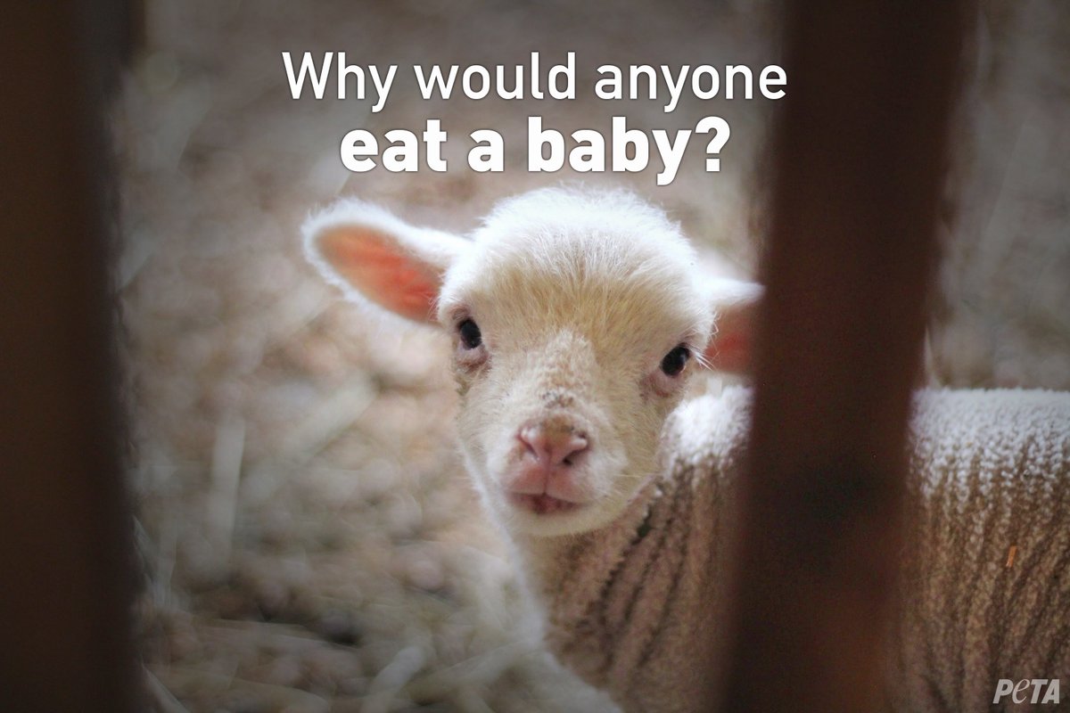 Why Eat Lamb - Tringart