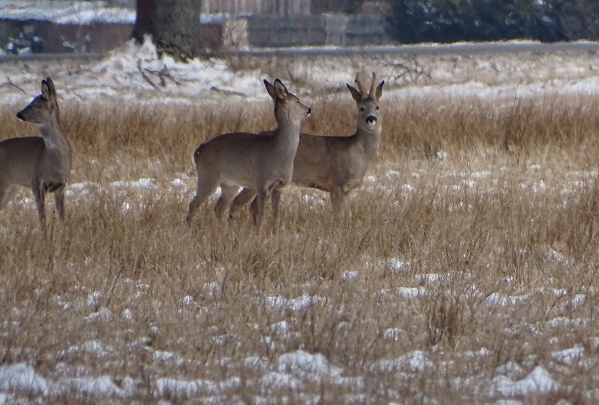 Libor Marek (@marek_libor) | Twitter