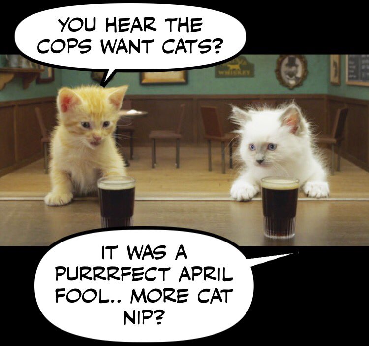 April Fools Cat