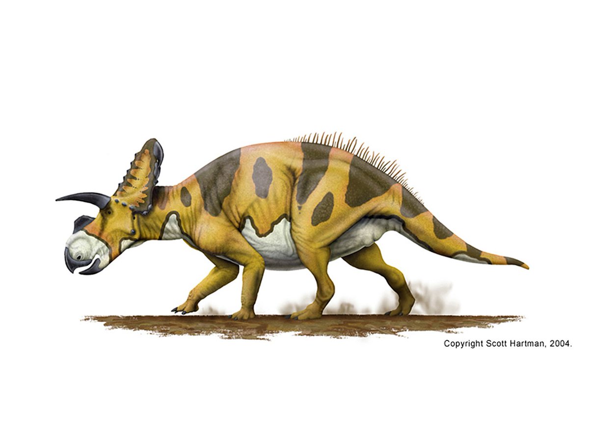 Medusaceratops Lokii