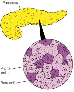 Pancreas Alpha And Beta Cells