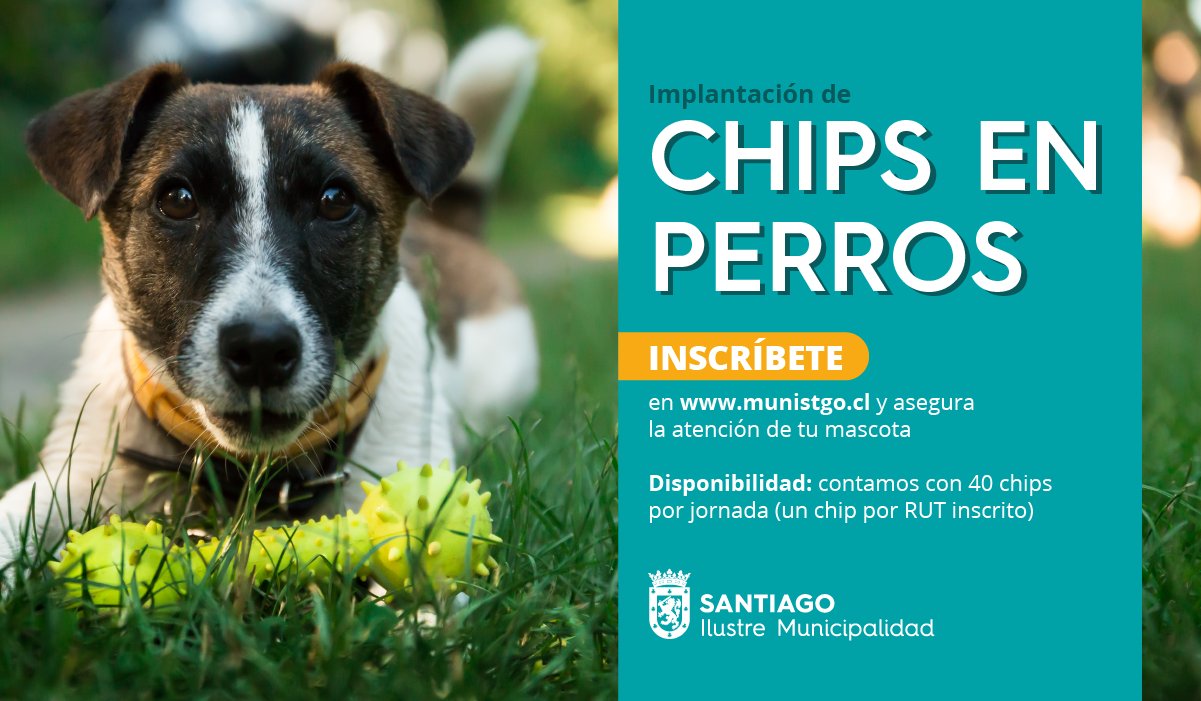 Informativo Animalista: Santiago: Chips en Perros