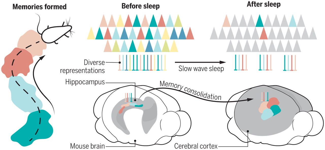 Memory Consolidation Sleep