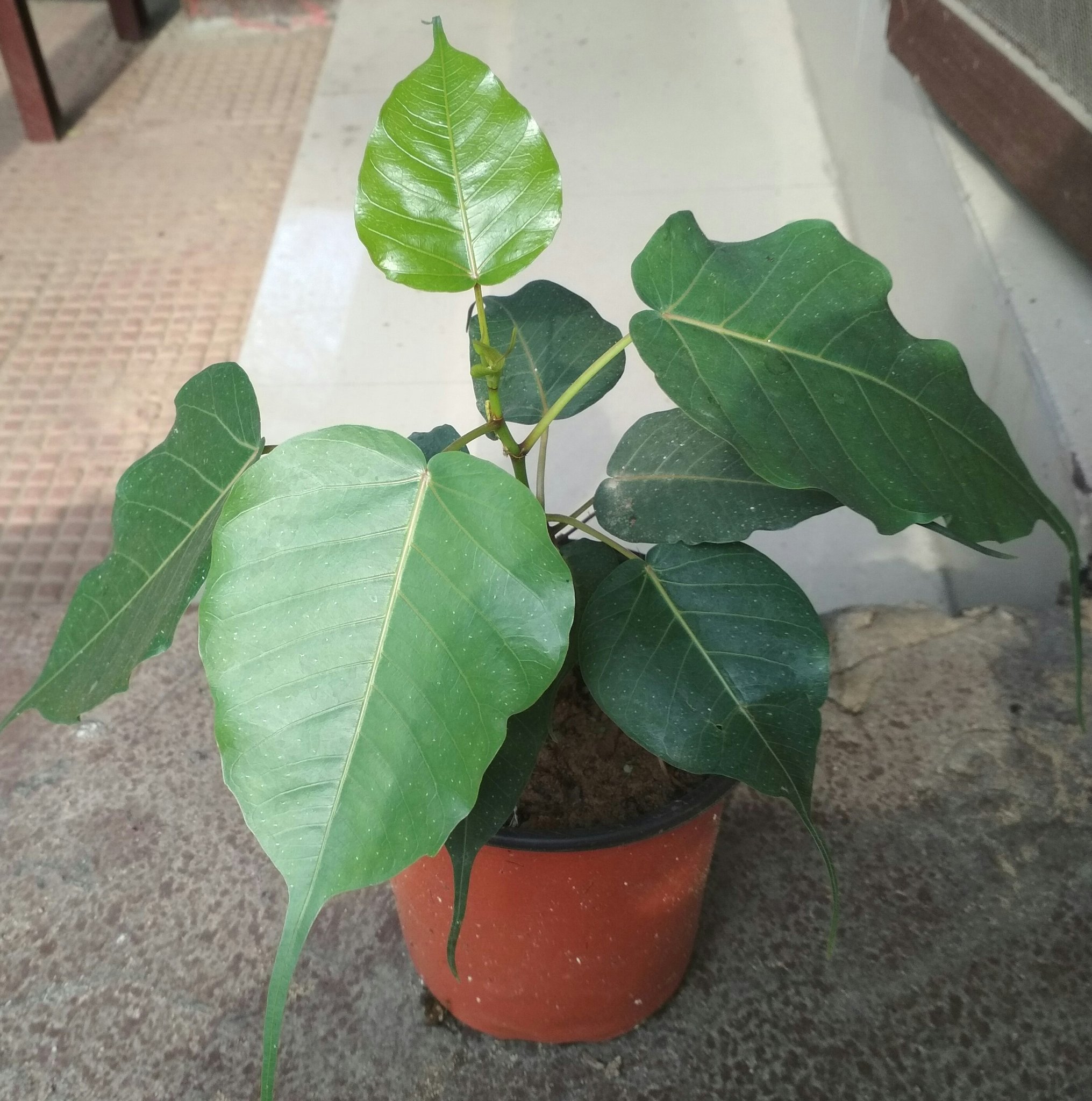 Buy Bodhi Tree Ficus Religiosa Peepal Tree Ashvattha Tree, 57% OFF