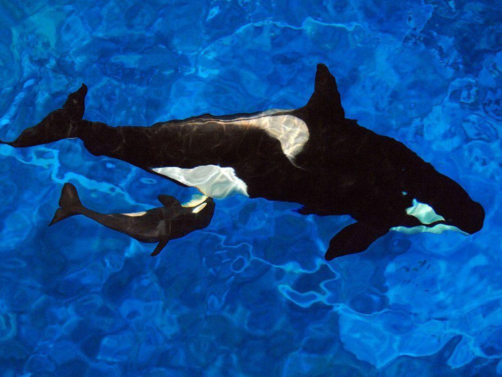 SeaWorld orca matriarch Katina removed from shows after injury ...