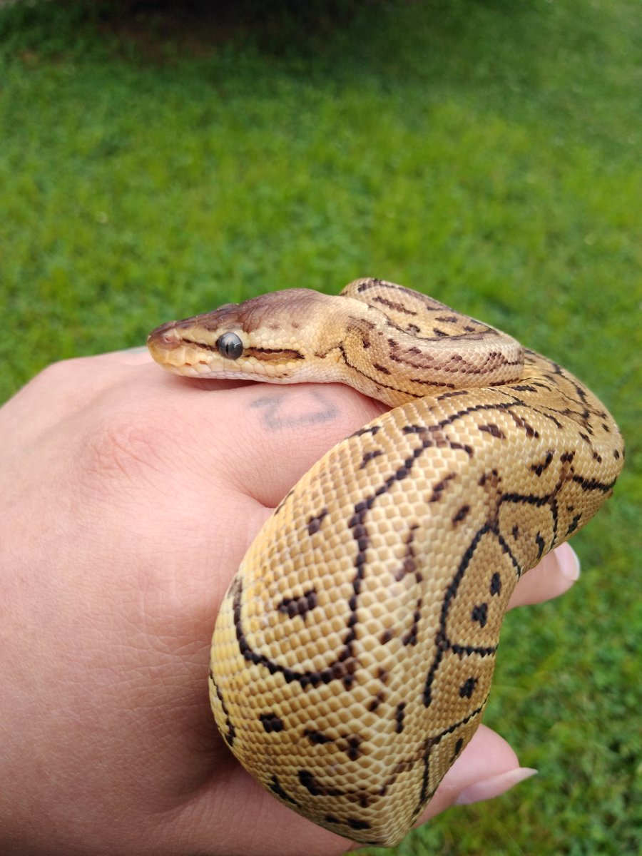 Angel K Garcia on Twitter: "Meet my gorgeous baby boy, Julius Squeezer! I've had him since about ...