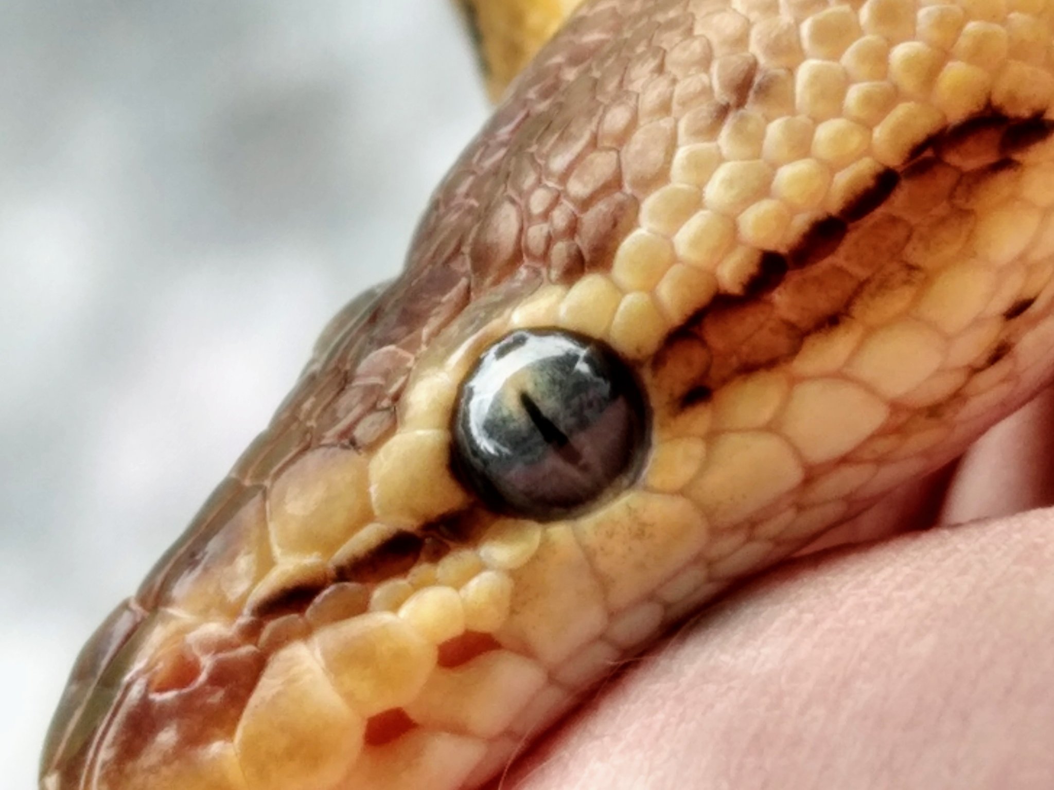 Angel K Garcia on Twitter: "Meet my gorgeous baby boy, Julius Squeezer! I've had him since about ...