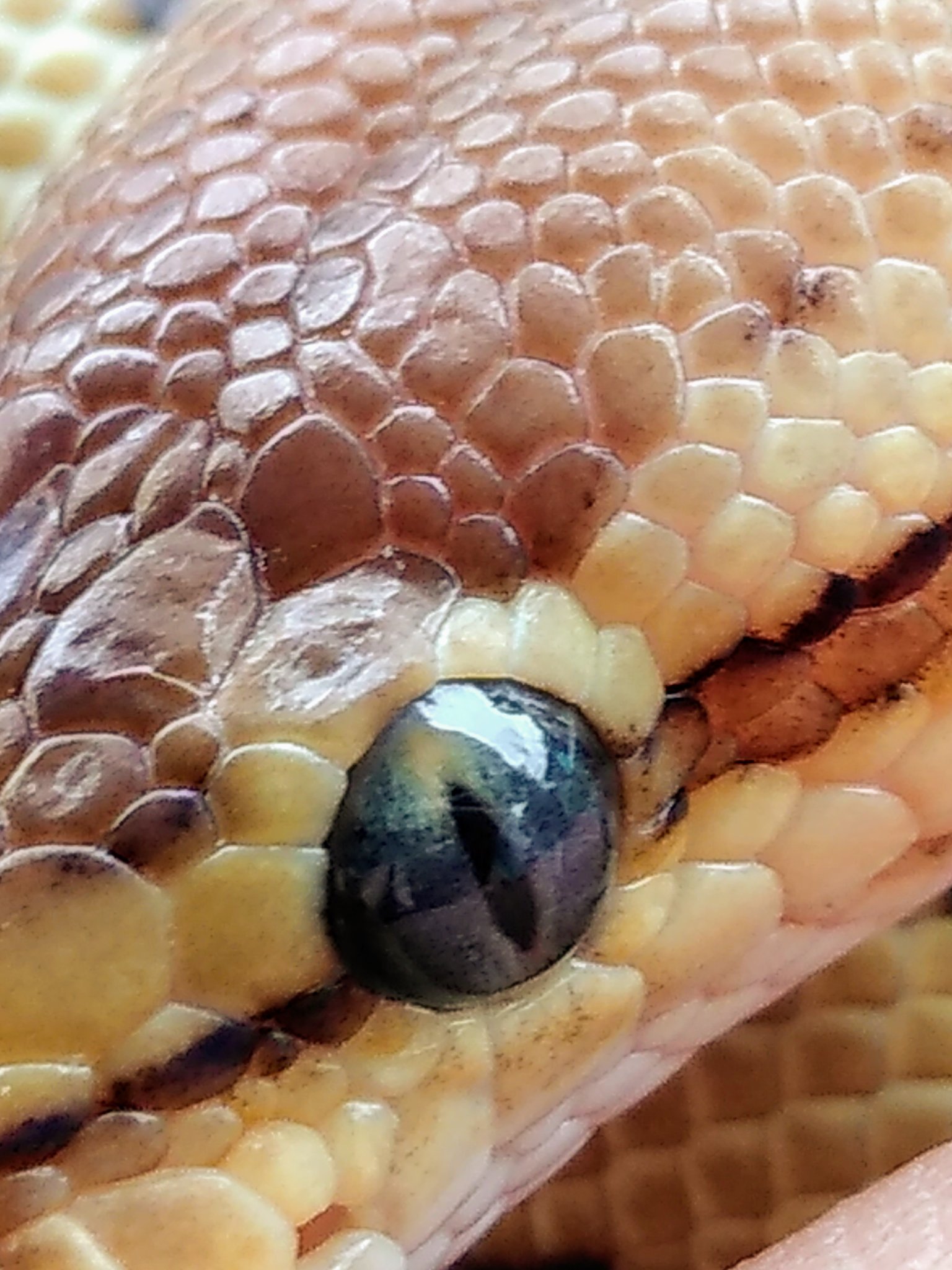 Angel K Garcia on Twitter: "Meet my gorgeous baby boy, Julius Squeezer! I've had him since about ...