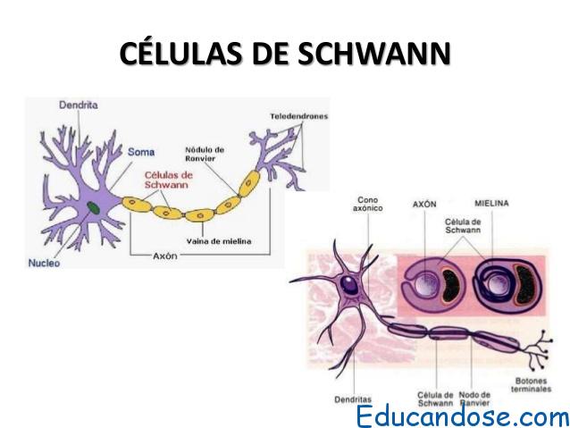 Cenagal horizonte Gran cantidad de boton axonico lago Titicaca Barbero ...