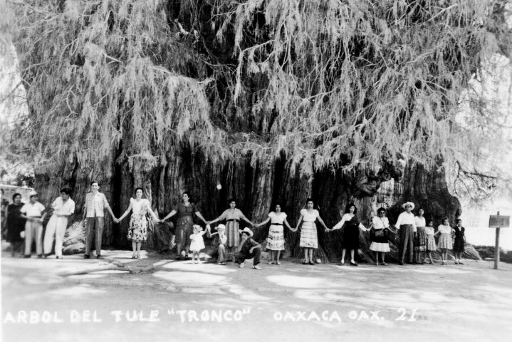 Sabíasque el diámetro del arbol del Tule en Oaxaca supera los 14 metros ...