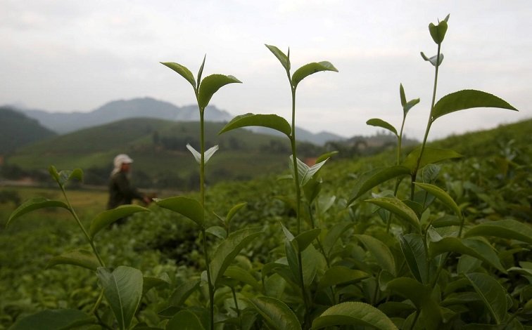 Eastern Cape tea estate receives cash boost Eastern Cape MEC Rural ...