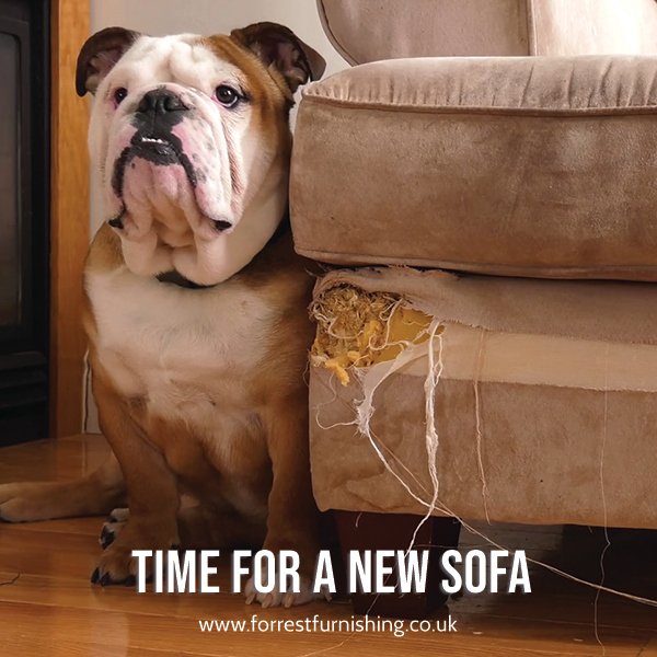 New Couch Memes