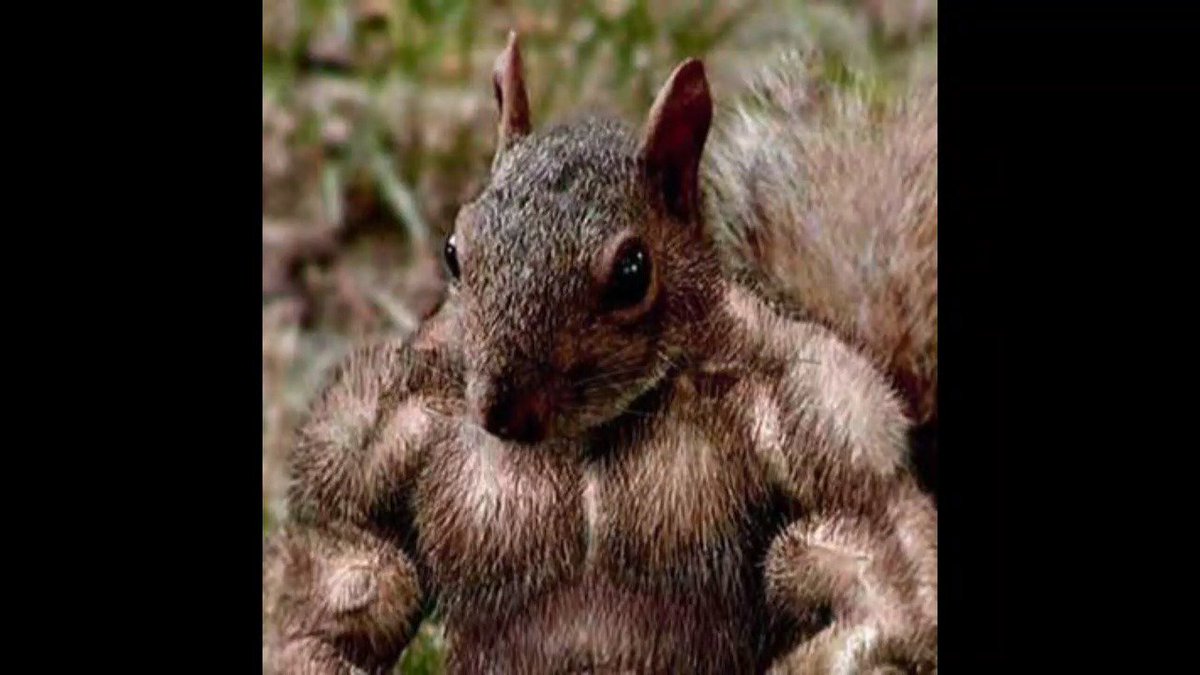 Jacked Squirrel