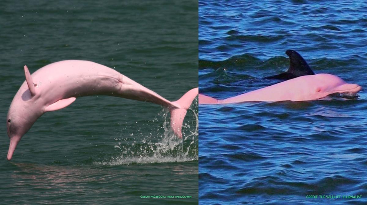 Images Of Baby Pink Dolphins