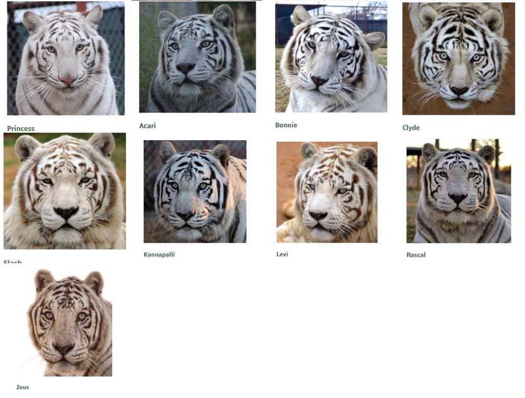 White Tigers With Down Syndrome