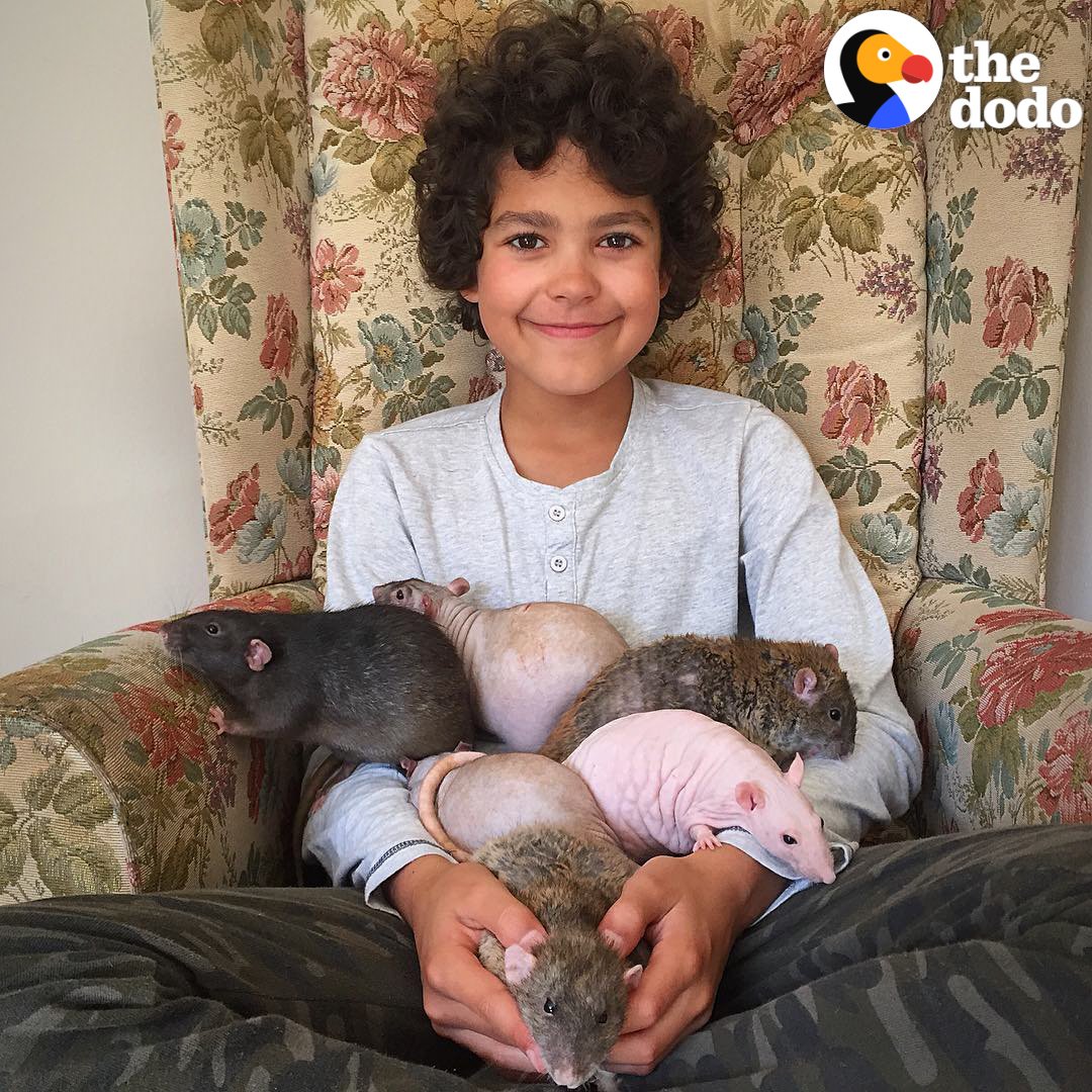 Rats turned this kid into a total animal lover 🐀 ️ The Dodo @dodo
