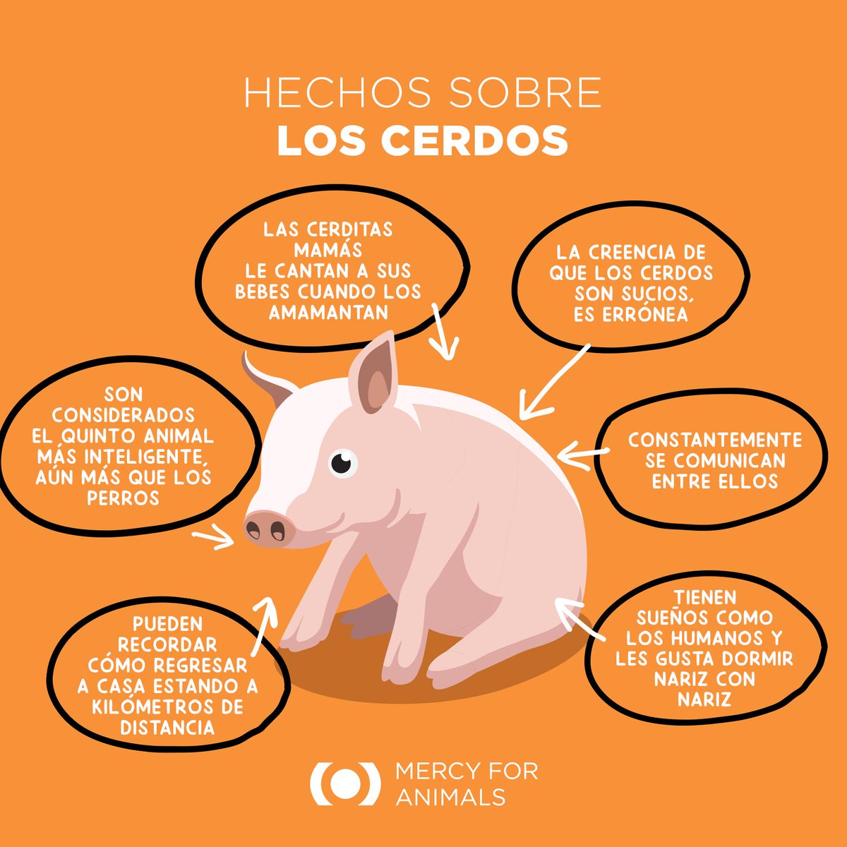 Que Es Mas Inteligente Un Cerdo O Un Perro