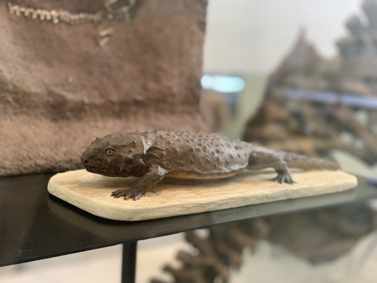 Meet Hypsognathus fenneri lived yrs Late Triassic modern day Jersey ...