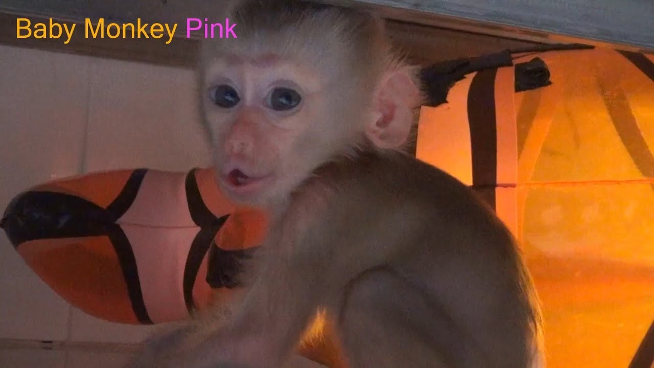 Baby Monkey Crying