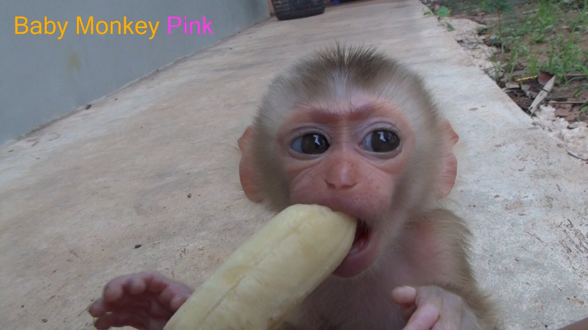 Baby Chimpanzee Eating Banana