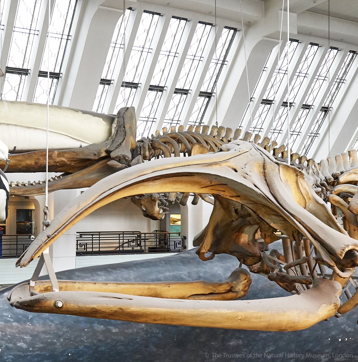 Blue Whale Skeleton Natural History Museum