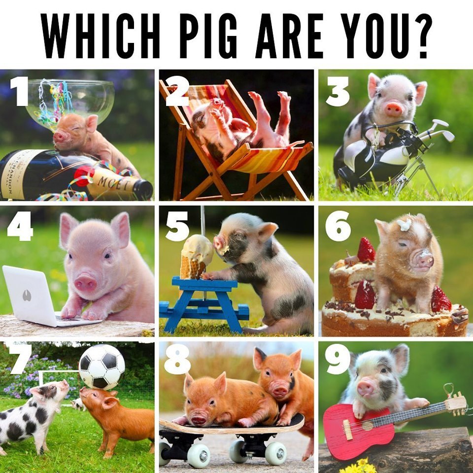 Which pig are you today? - K-Pop Music, News, and Culture - KPOPSource.com