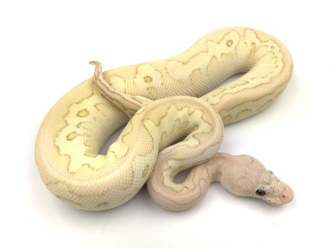 Lesser Clown Ball Python
