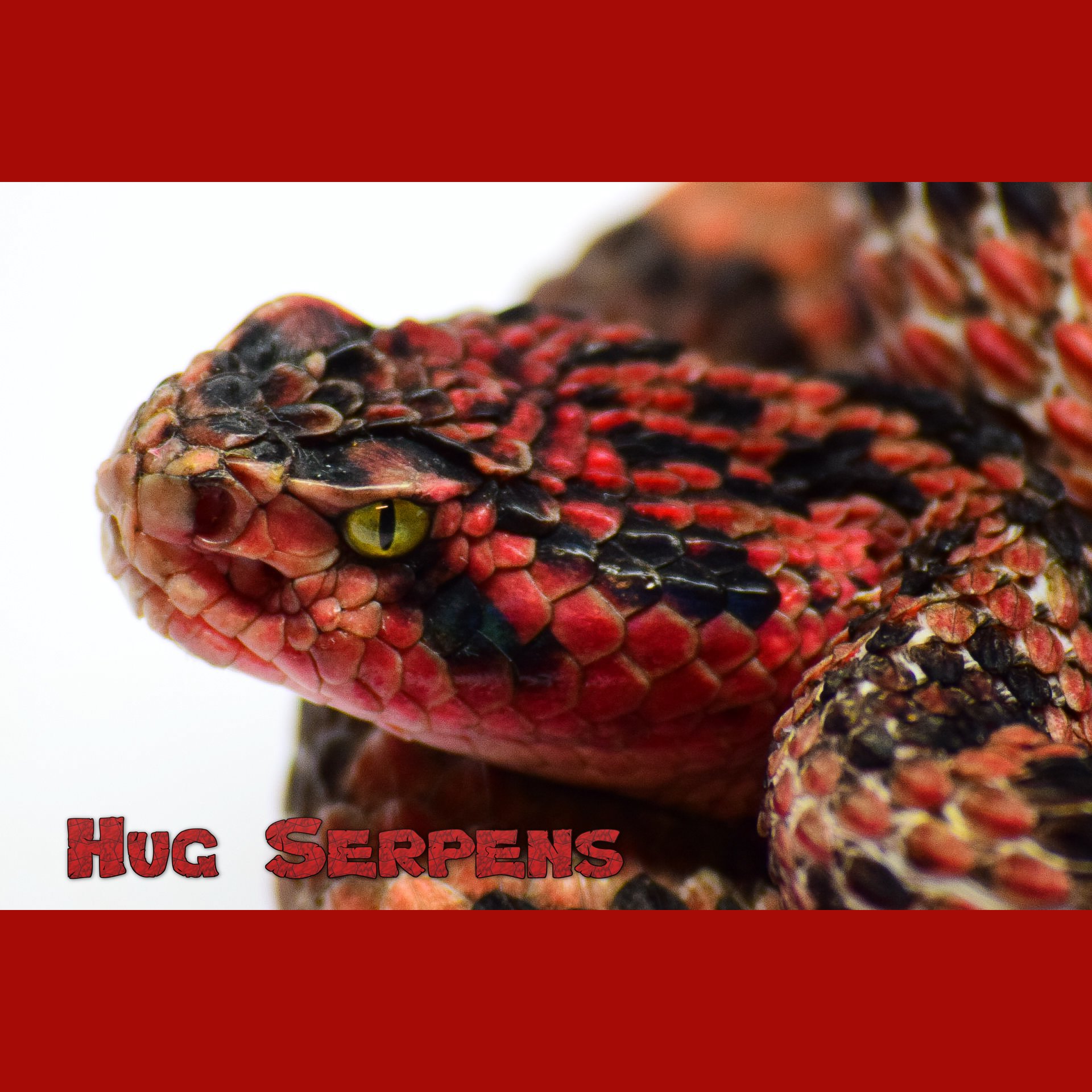 Black And Red Viper Snake