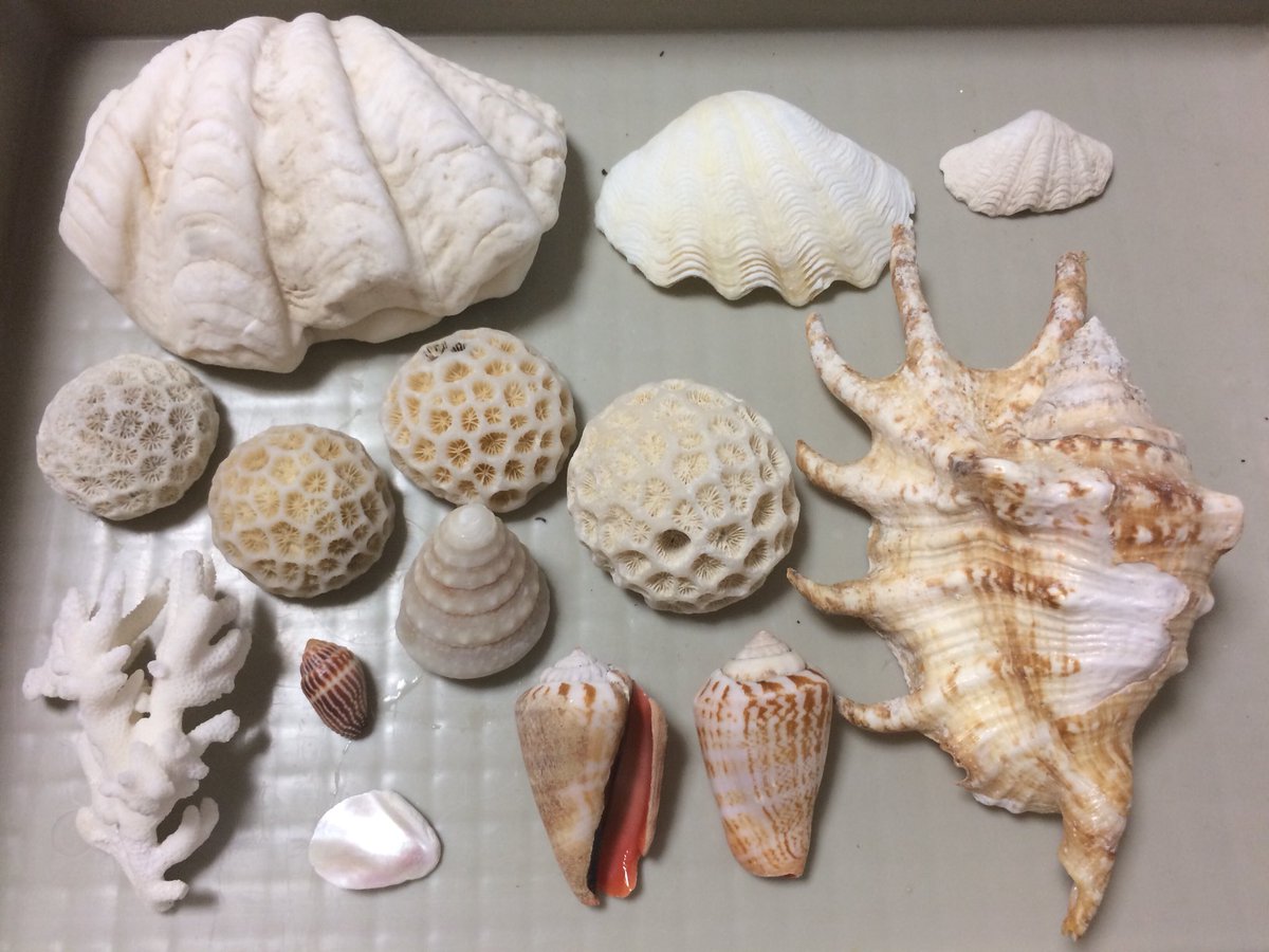 さいとう貝(@shellworks) - Twilog (ツイログ)